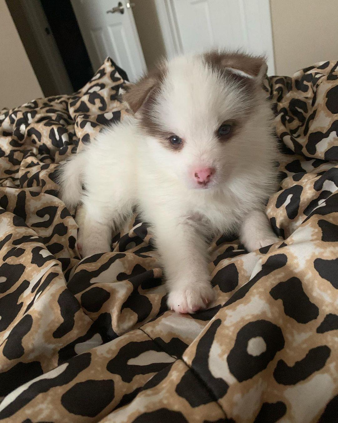 Pier Pomskies in Illinois | Pomsky puppies | Good Dog