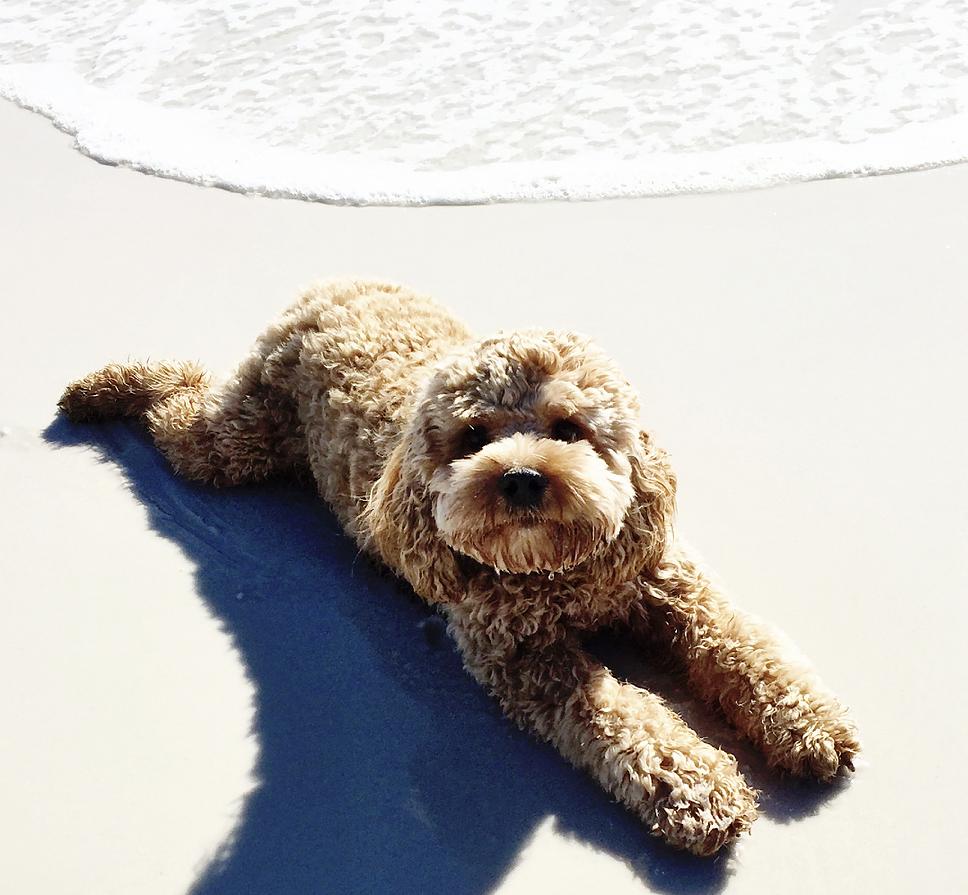 Camic Cockapoos in Florida | Cockapoo, Cocker Spaniel or Poodle puppies ...
