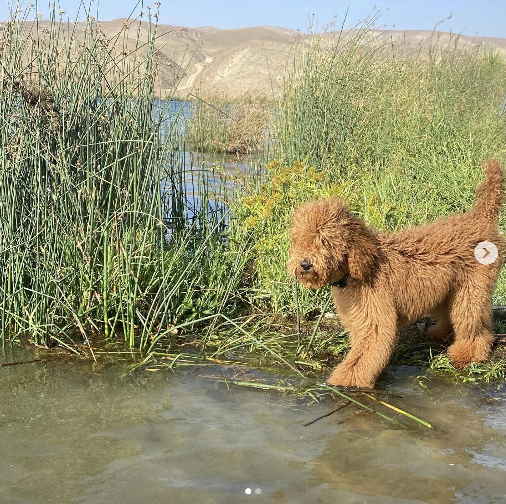 Canoodle Doodles in California | Goldendoodle puppies | Good Dog