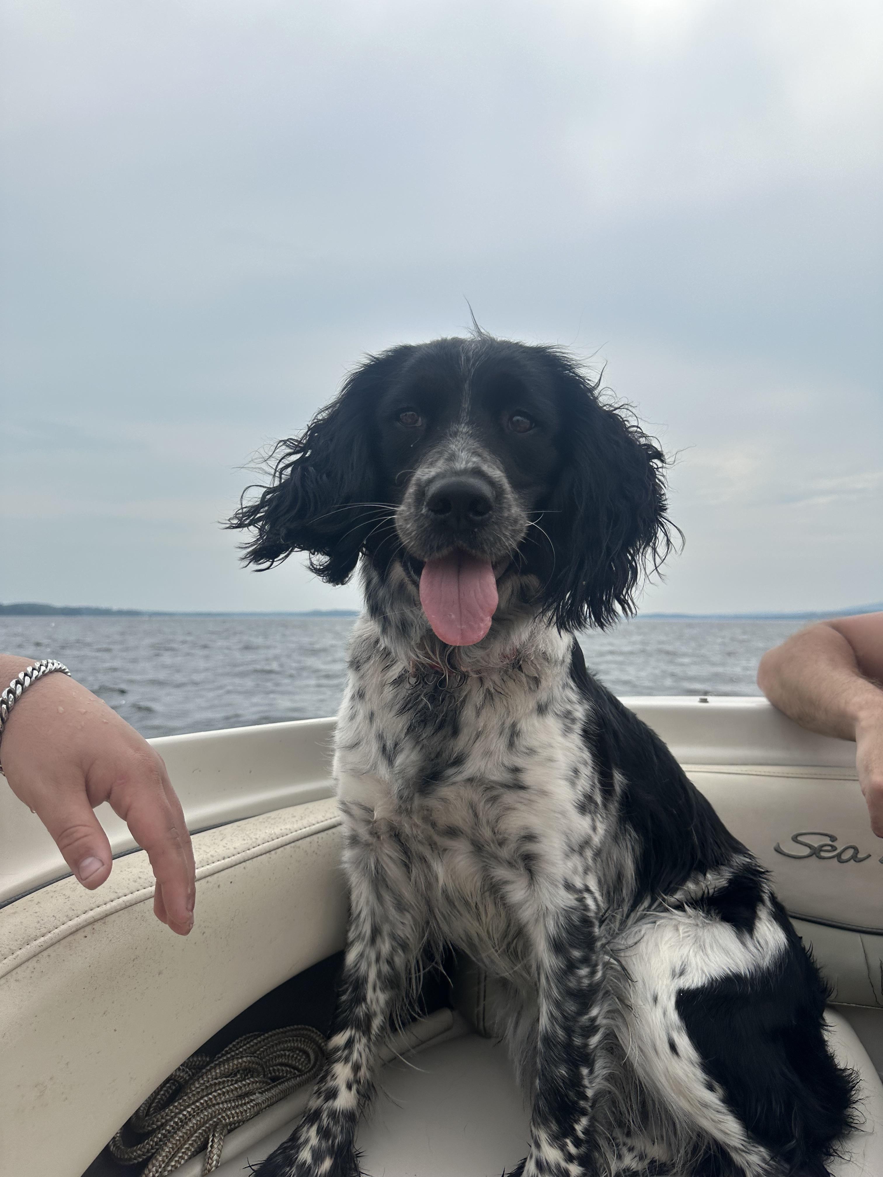 Saratoga Springers NY in New York | English Springer Spaniel puppies ...