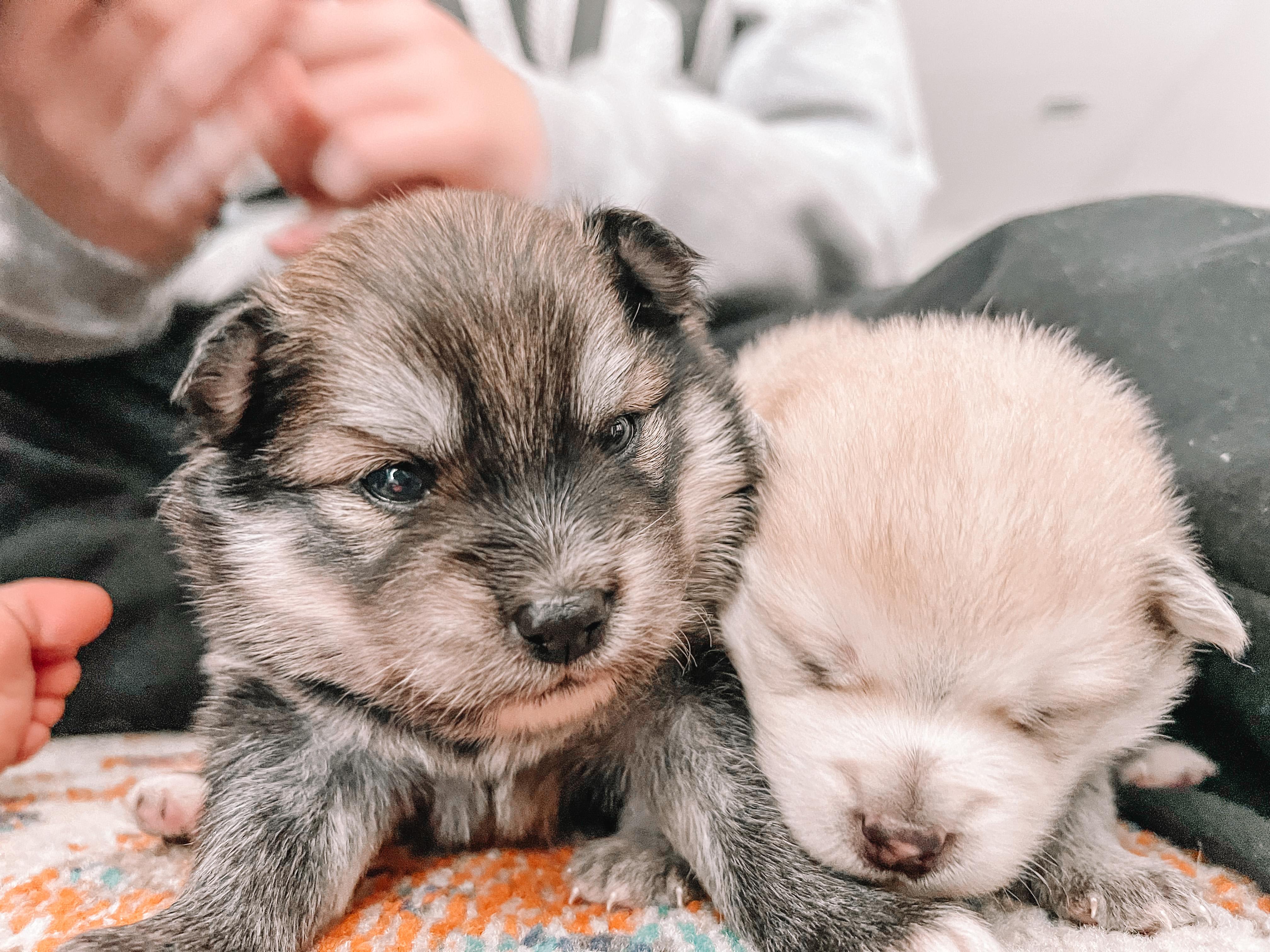 Paws Of Pomskys in Florida | Pomsky puppies | Good Dog