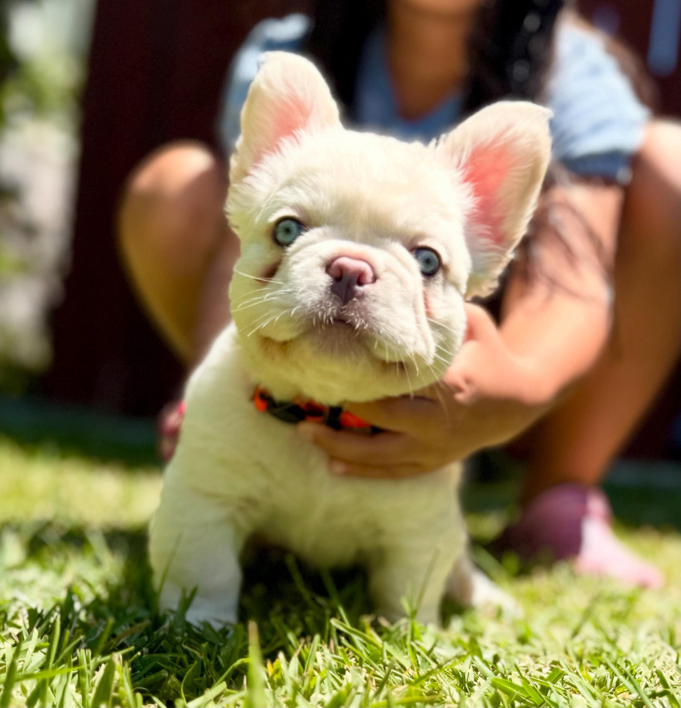Hlop Frenchies LLC in California | French Bulldog puppies | Good Dog