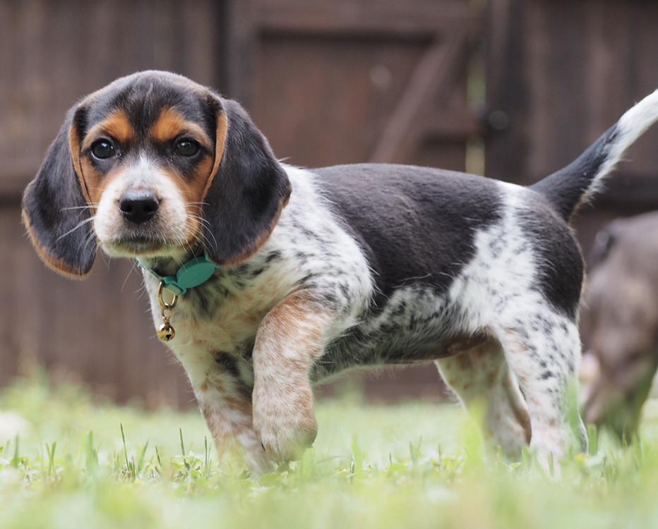 Bluebonnet Kennels in Colorado | Beagle puppies | Good Dog
