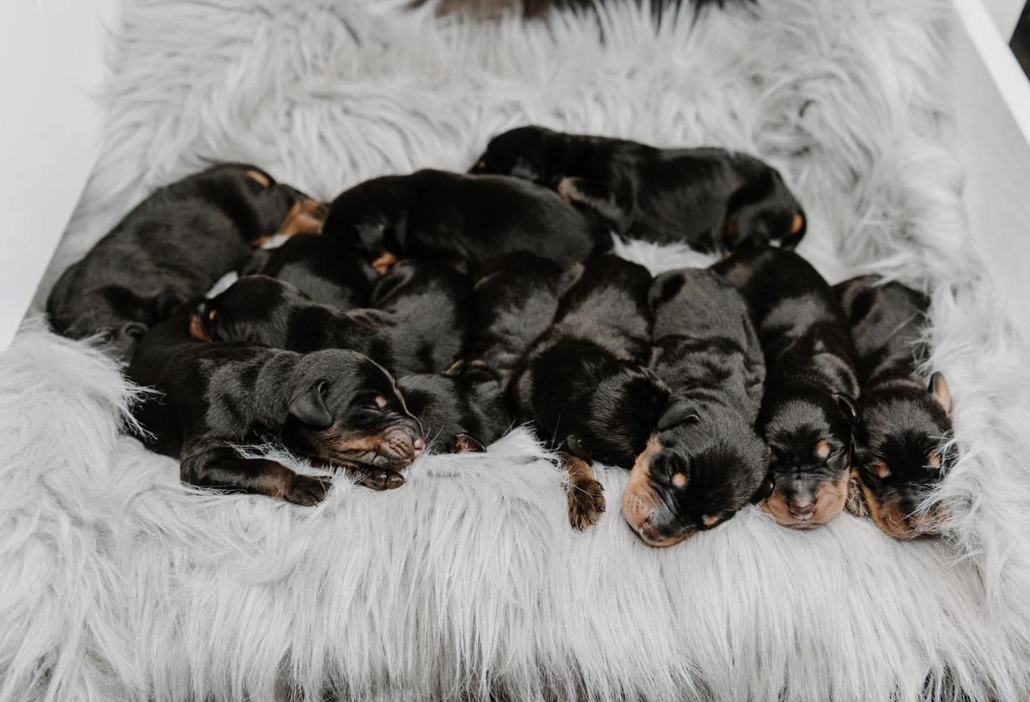 JODY'S DOBiES in Indiana | Doberman Pinscher puppies | Good Dog