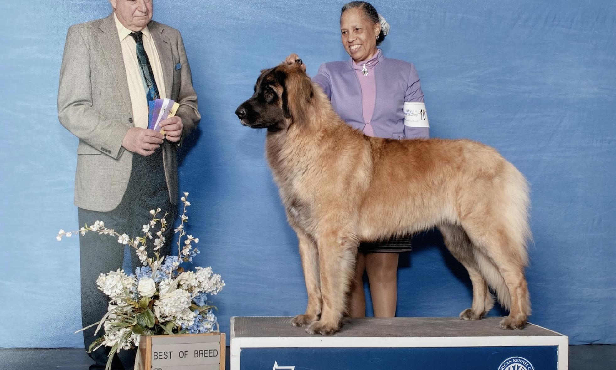 Connie Kent in North Carolina | Leonberger puppies | Good Dog