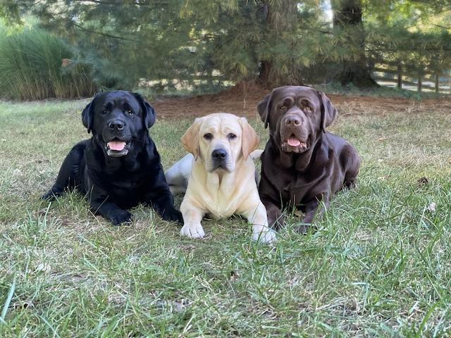 Trouvae Labradors in Ohio | Labrador Retriever puppies | Good Dog
