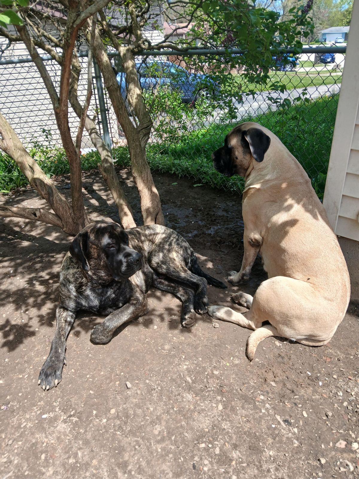 FrontlineK9 Boarding & Training LLC in Wisconsin | Mastiff puppies ...