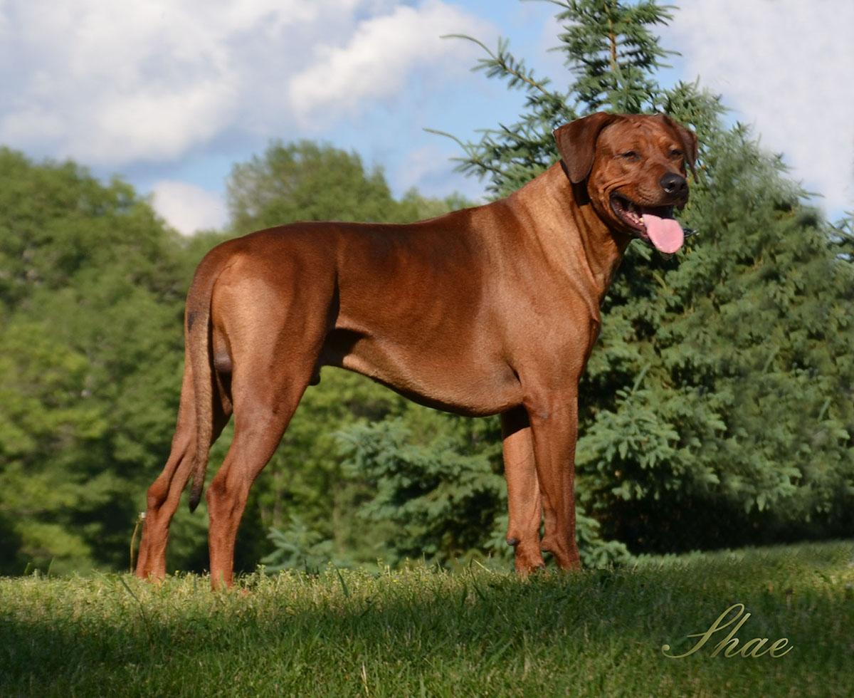 Rhoxwood Kennel in Minnesota | Rhodesian Ridgeback and Yorkshire ...