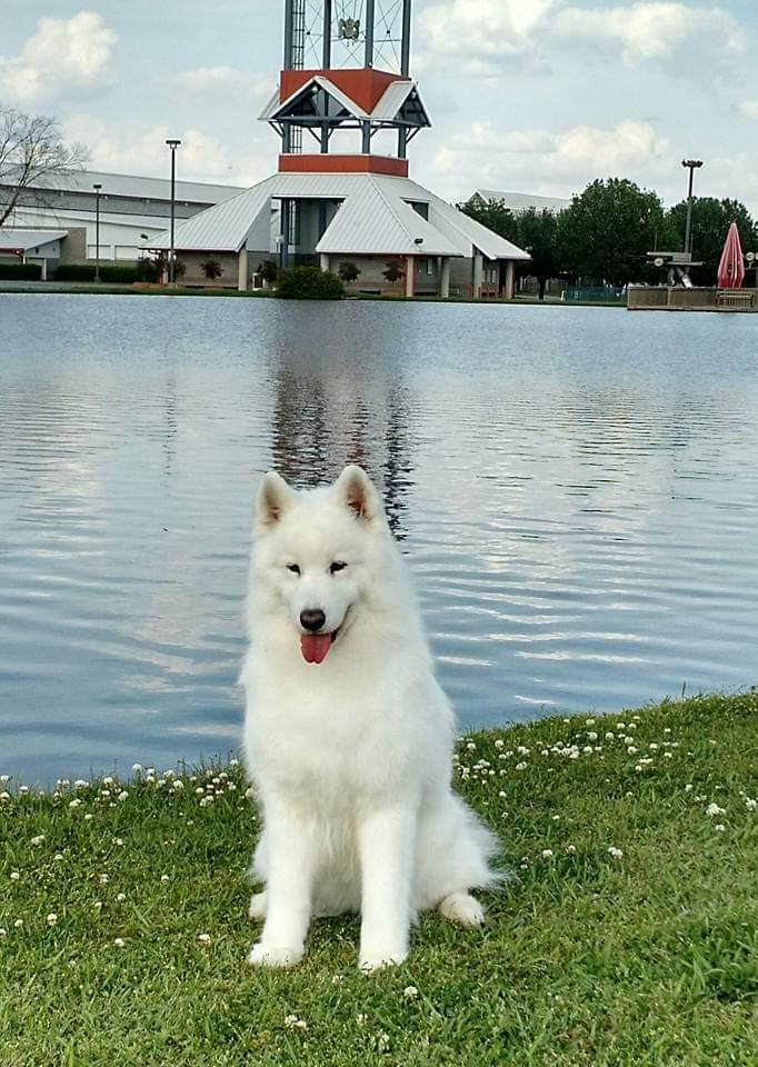 Doubletake Samoyed in Arizona | Samoyed puppies | Good Dog
