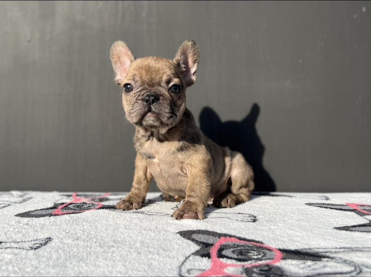 Pacific Bulldogs in Washington | French Bulldog puppies | Good Dog