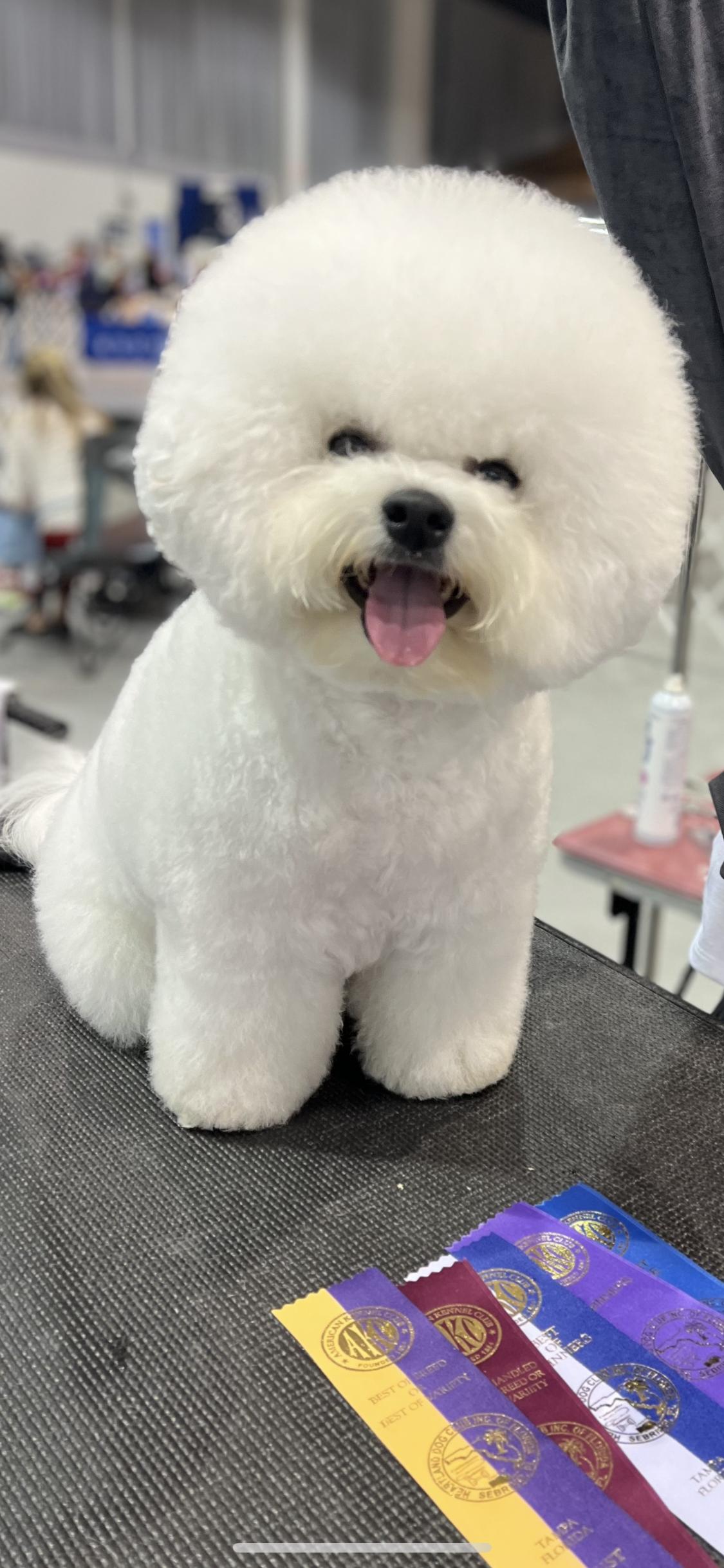Luna Llena Bichons in North Carolina | Bichon Frise puppies | Good Dog