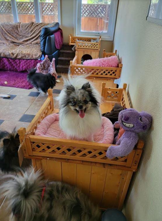 Phresh Pharm Husky Ranch/ PompremePalace in California | Pomeranian and ...