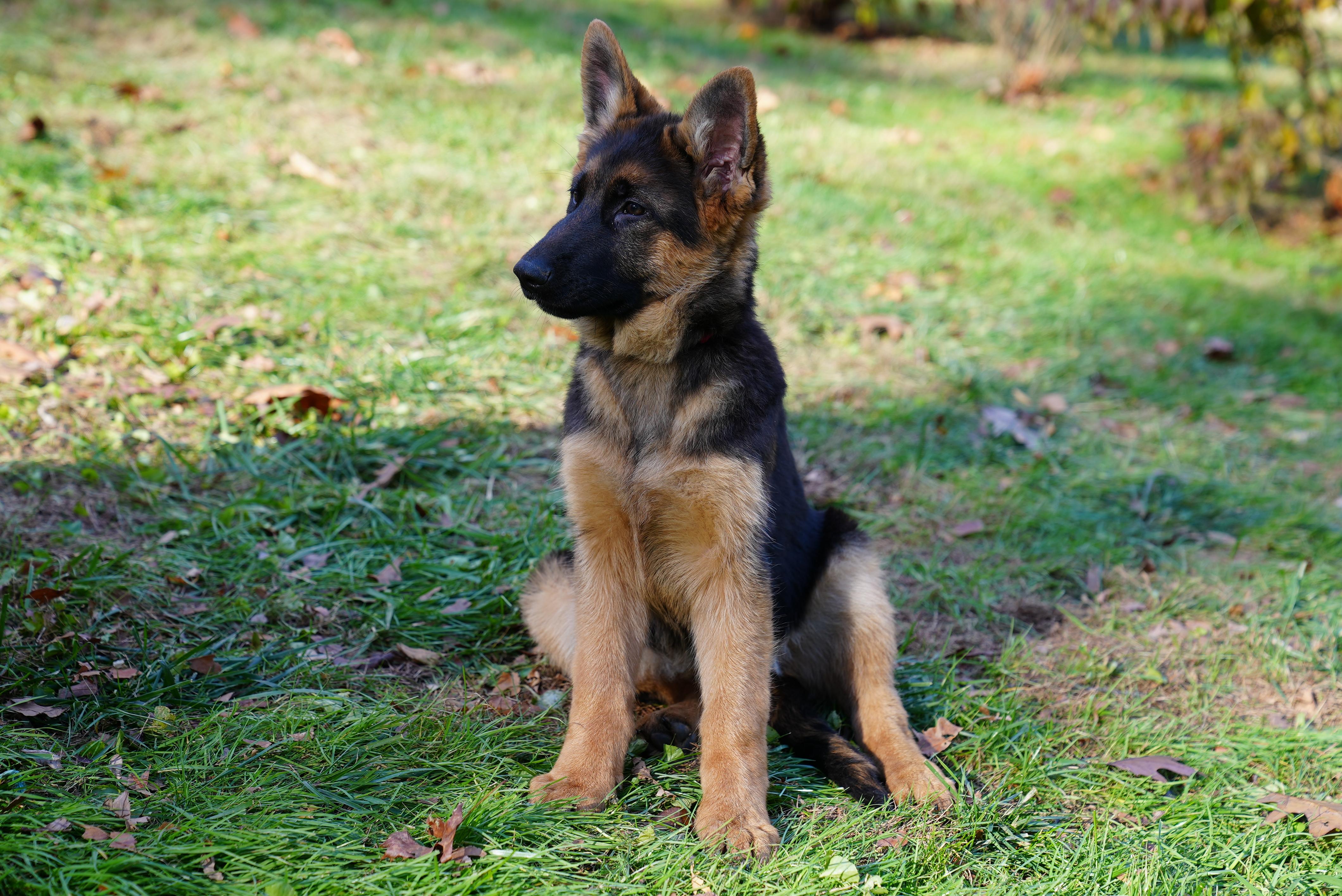 Golden Ridge in Maryland | German Shepherd puppies | Good Dog