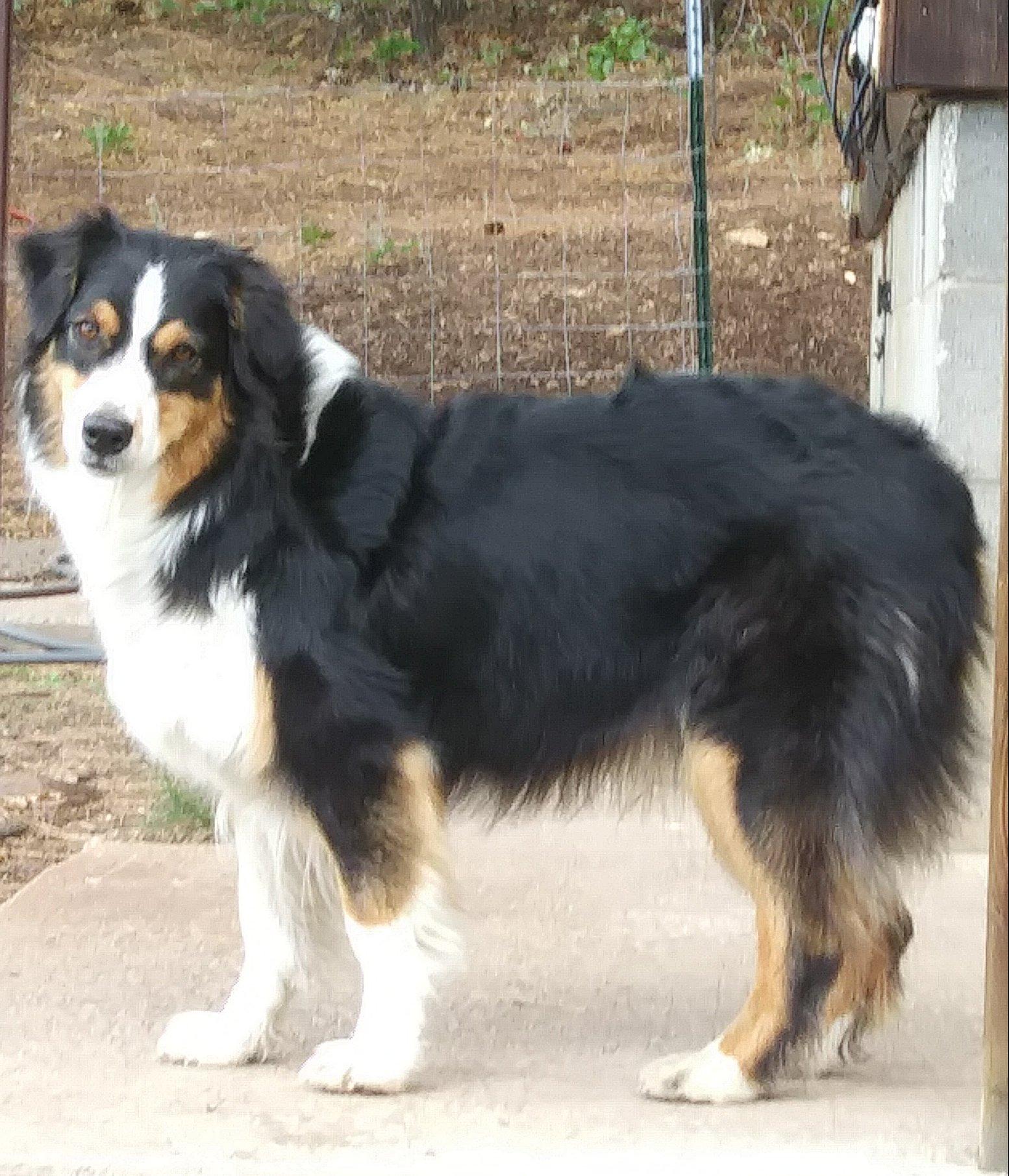 Desert Moon Aussies in Colorado | Australian Shepherd puppies | Good Dog