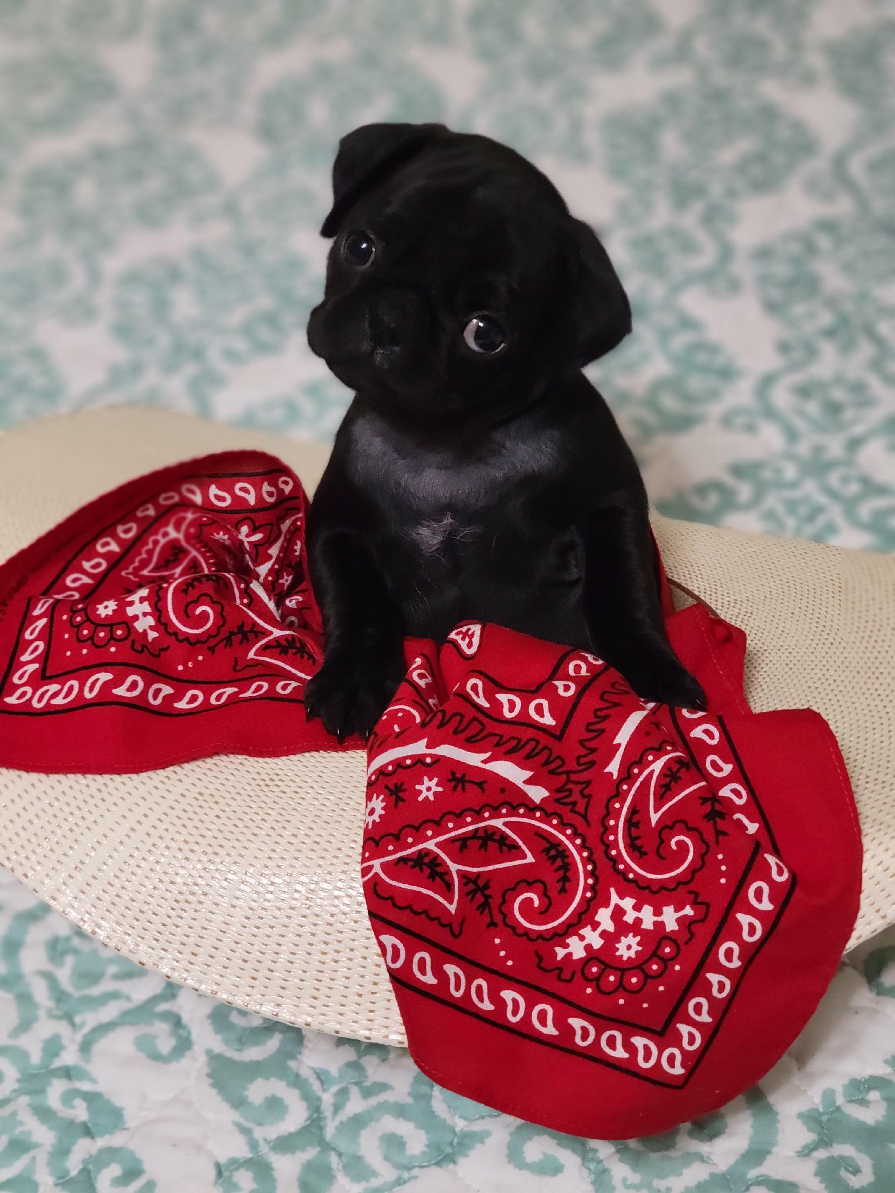 Splash of Color Pug's in Florida | Pug puppies | Good Dog