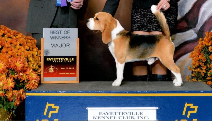 Kelle Beagles in Kansas | Beagle puppies | Good Dog