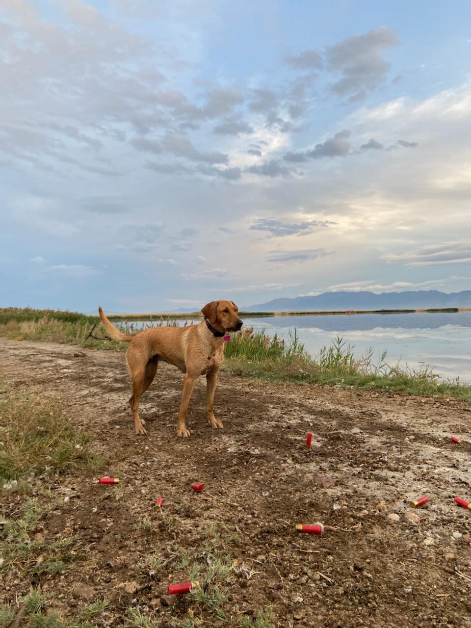 Steed's Labs in Utah | Labrador Retriever puppies | Good Dog