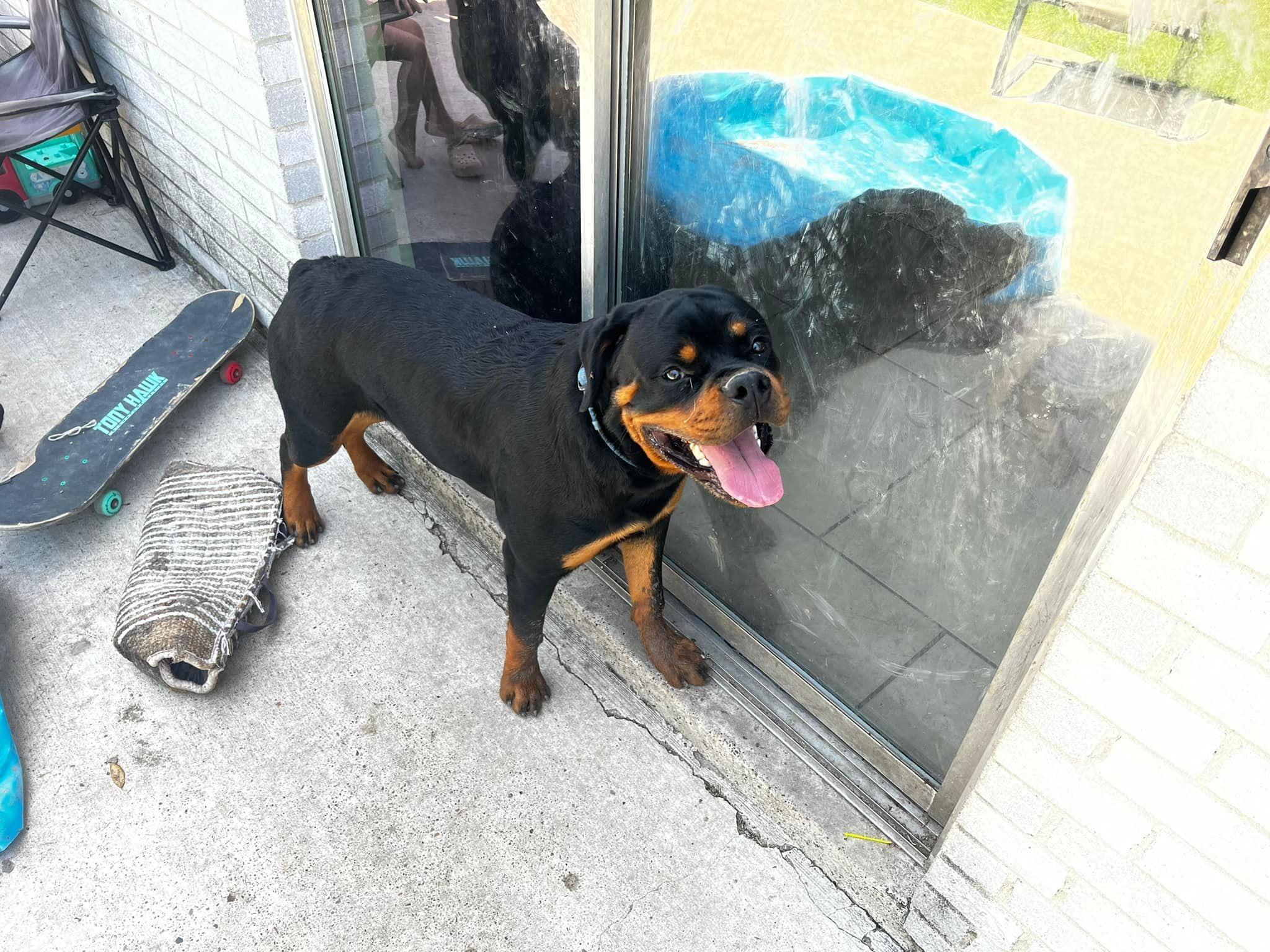 Jason's Rottweilers in Texas | Rottweiler puppies | Good Dog