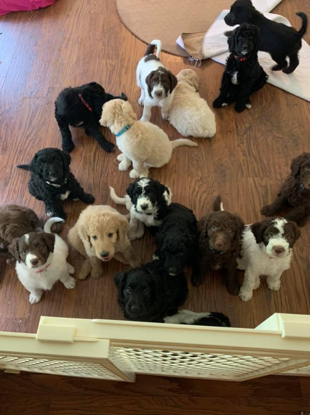 Carolina Coast Doodles in North Carolina | Goldendoodle puppies | Good Dog