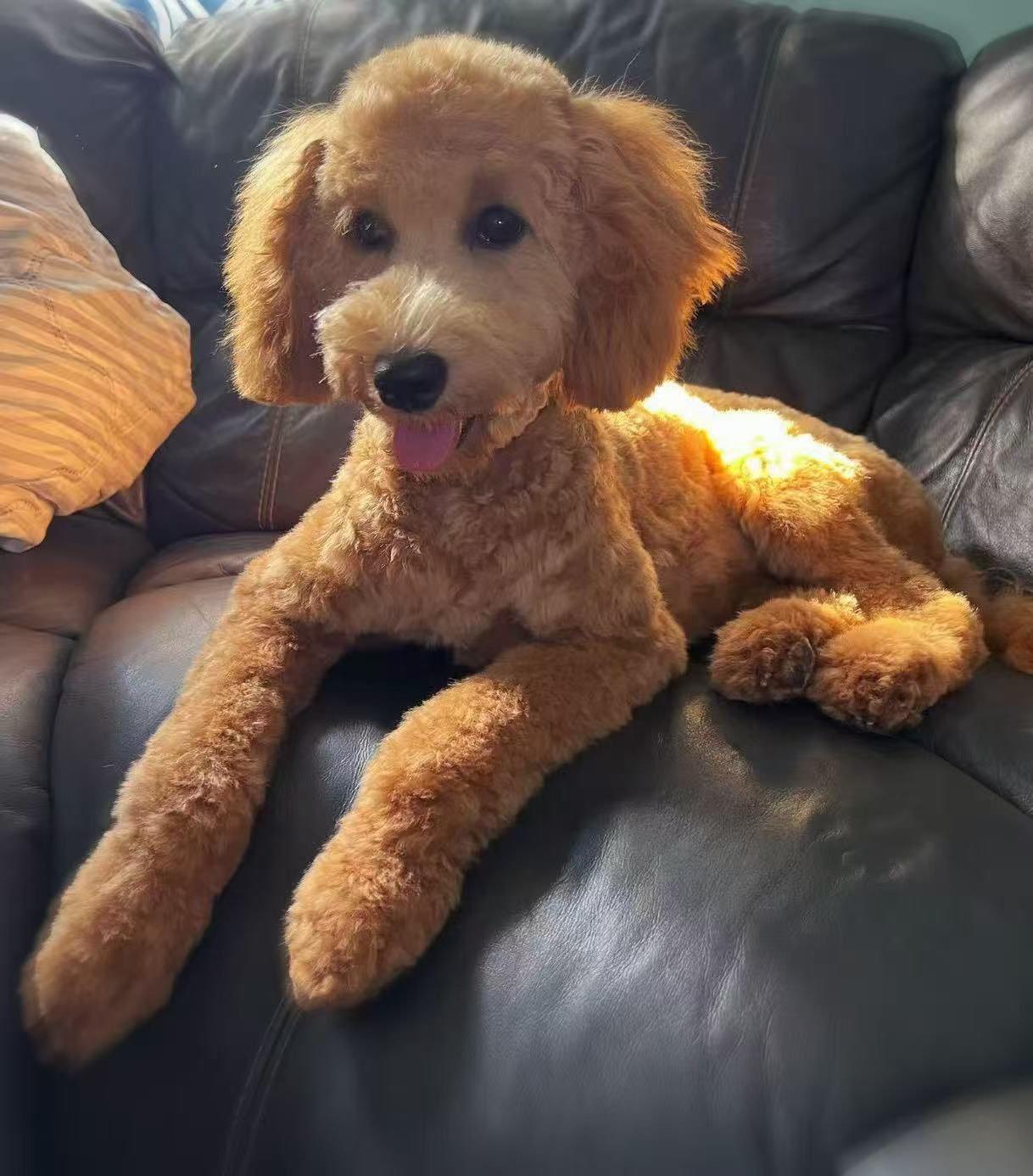 Lucky's Poodle & Doodles in Florida | Goldendoodle puppies | Good Dog
