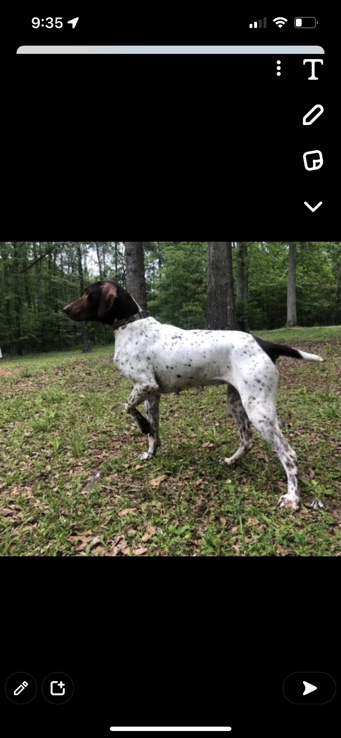 Kennel of Auburn in Alabama | German Shorthaired Pointer puppies | Good Dog