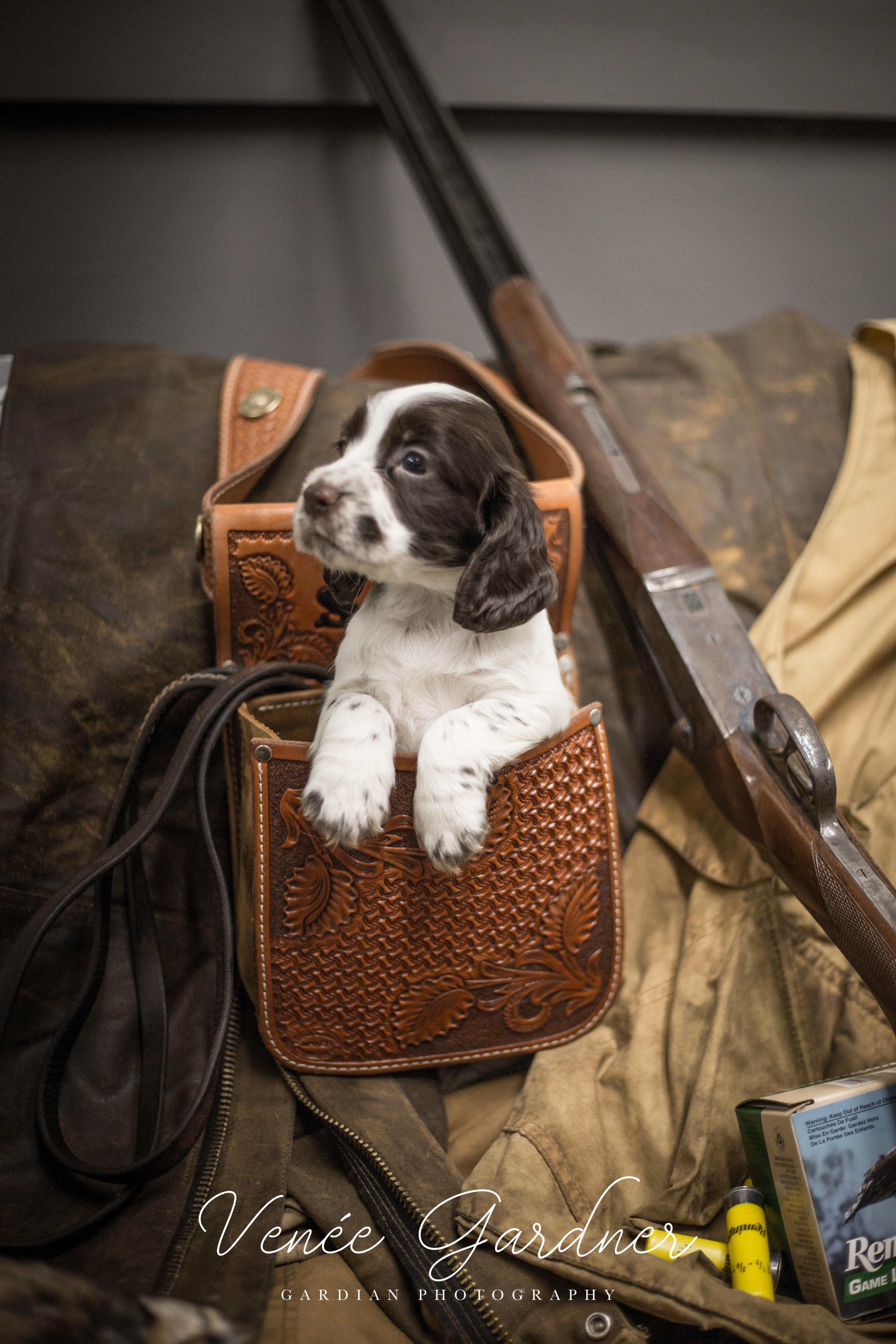 SunSage Sporting Dogs in Georgia | English Cocker Spaniel puppies ...