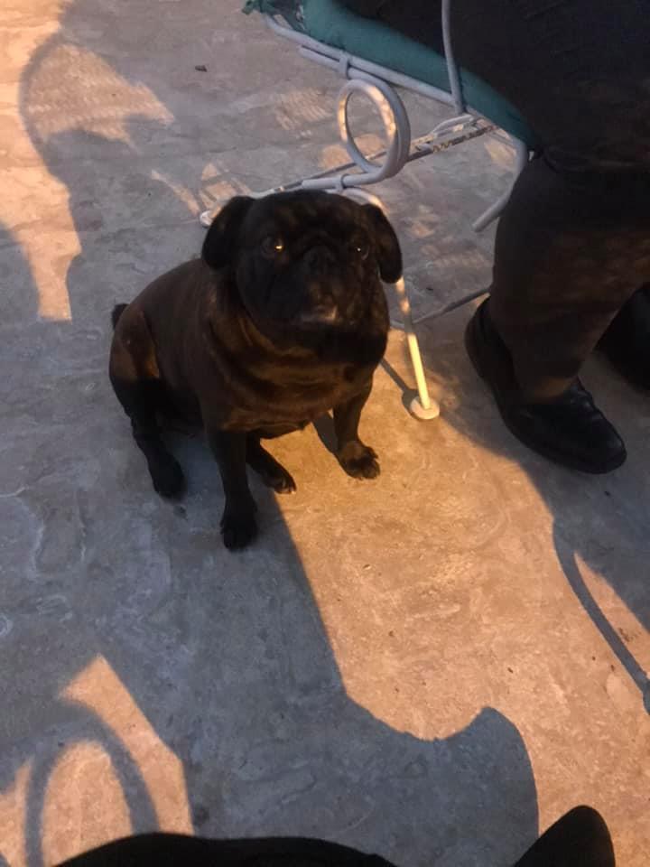 Robin Ford's Pugs in South Carolina | Pug puppies | Good Dog
