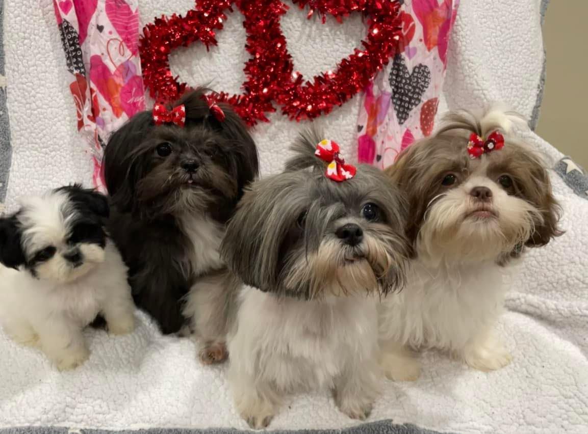 Mimi's Shih-tzus of Ocala in Florida | Shih Tzu puppies | Good Dog