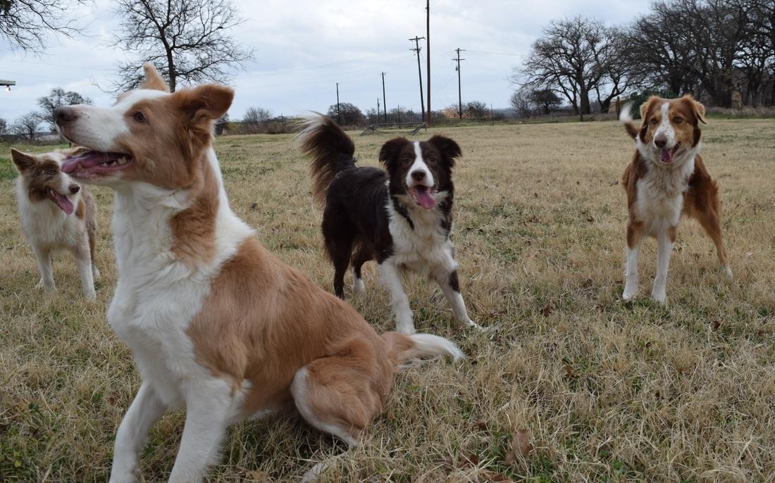 CRL Farms in Texas | Border Collie puppies | Good Dog