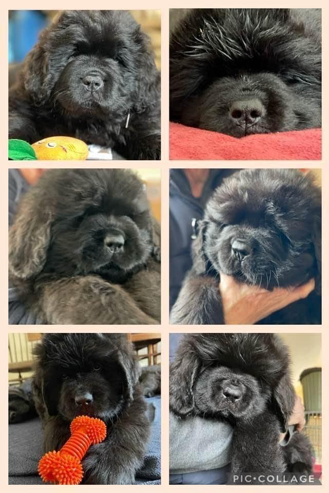 Eve Caimano's Newfoundlands in Massachusetts | Newfoundland puppies ...
