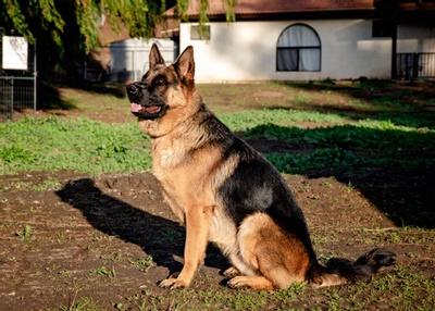Lakeside Shepherds in California | German Shepherd puppies | Good Dog