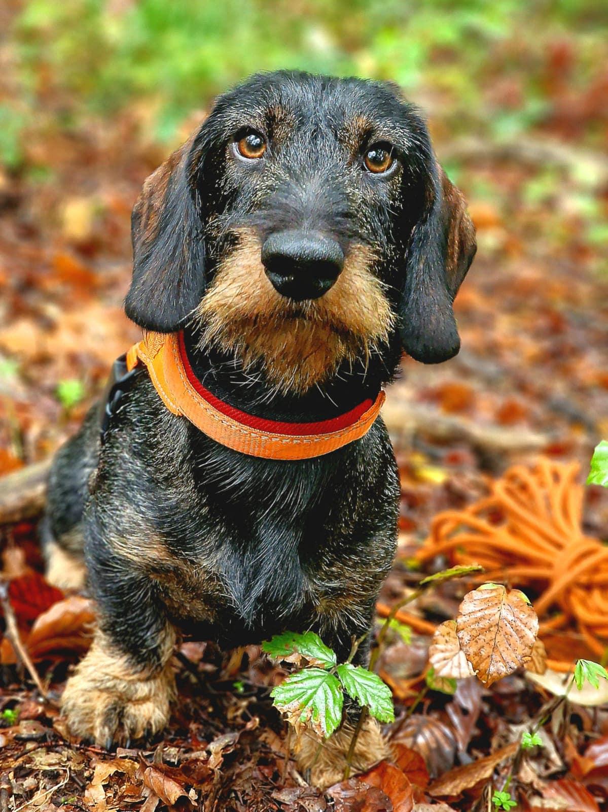 Zwinger vom Donau-Ries in California | Dachshund and German Shepherd ...