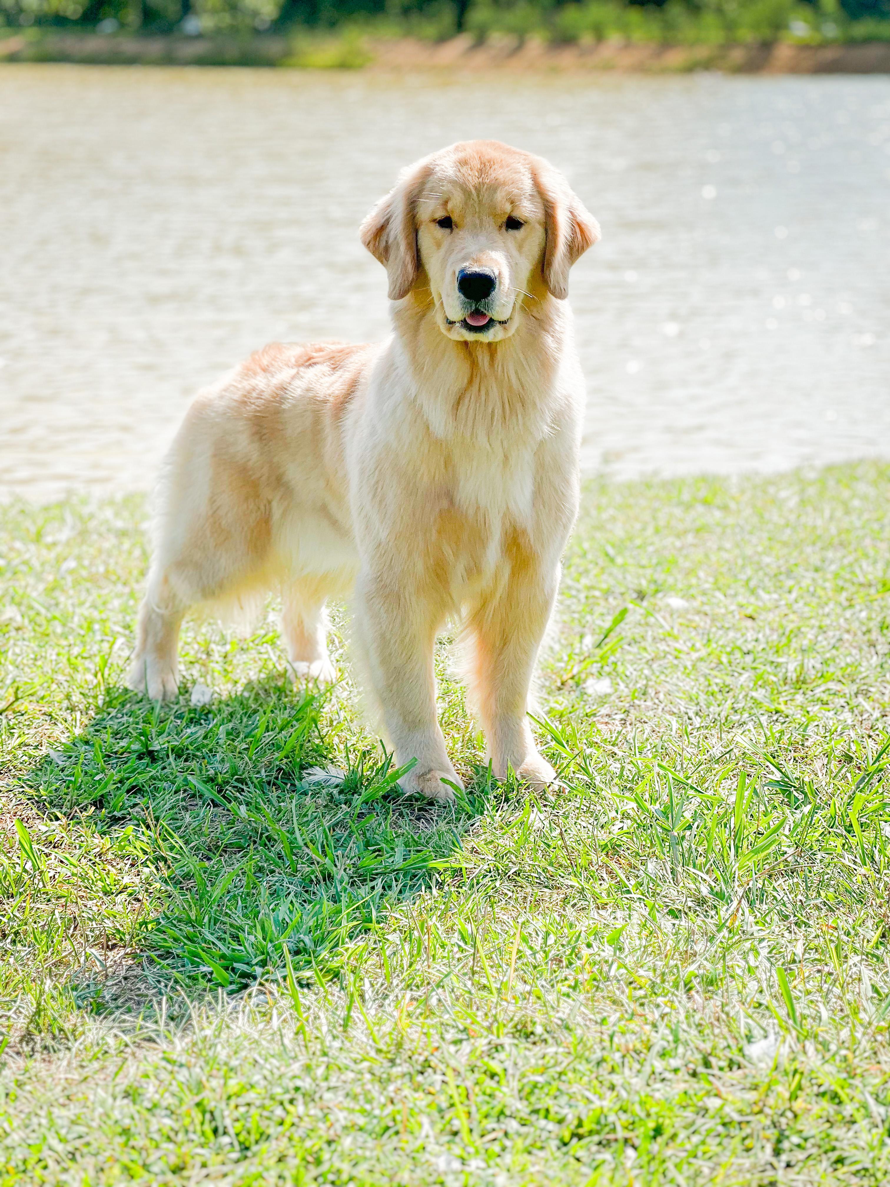 Oxford Farm Kennels in North Carolina | Chesapeake Bay Retriever and ...