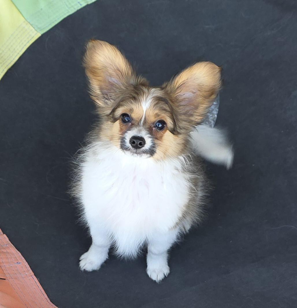 Disyre Papillons in Arizona | Papillon puppies | Good Dog