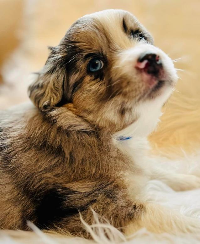 Kristy’s Kennels in Mississippi | Miniature Australian Shepherd ...