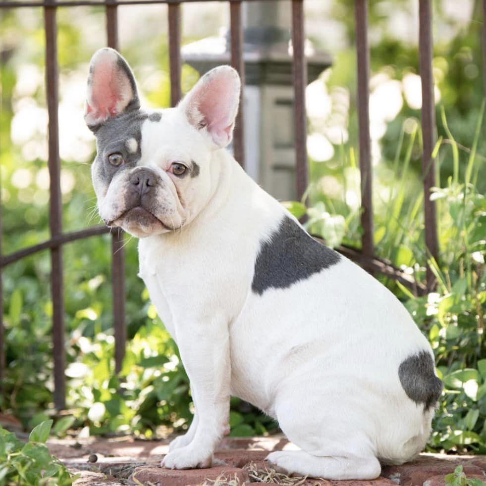 Tule Creek Frenchies in Texas | French Bulldog puppies | Good Dog