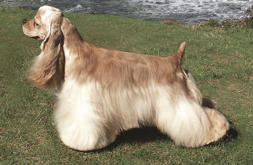 Tru-Luv Cockers & Shih Tzu in Hawaii | Cocker Spaniel and Shih Tzu ...