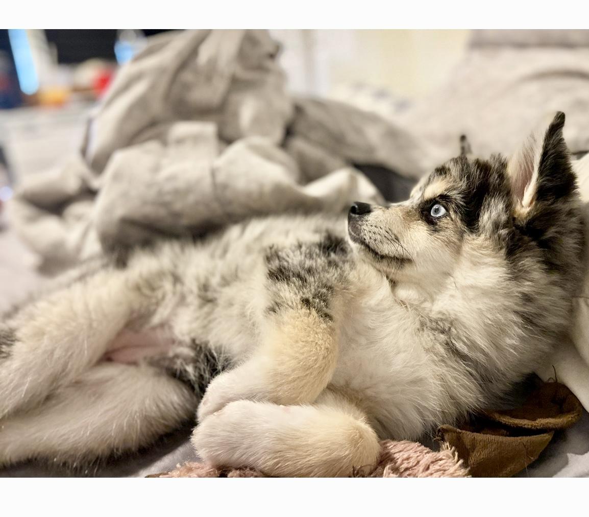 A1 Pomskies in California | Pomsky puppies | Good Dog