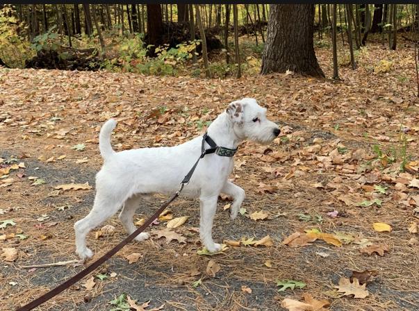 Huckle Hill Jack Russell Terriers in Massachusetts | Jack Russell ...