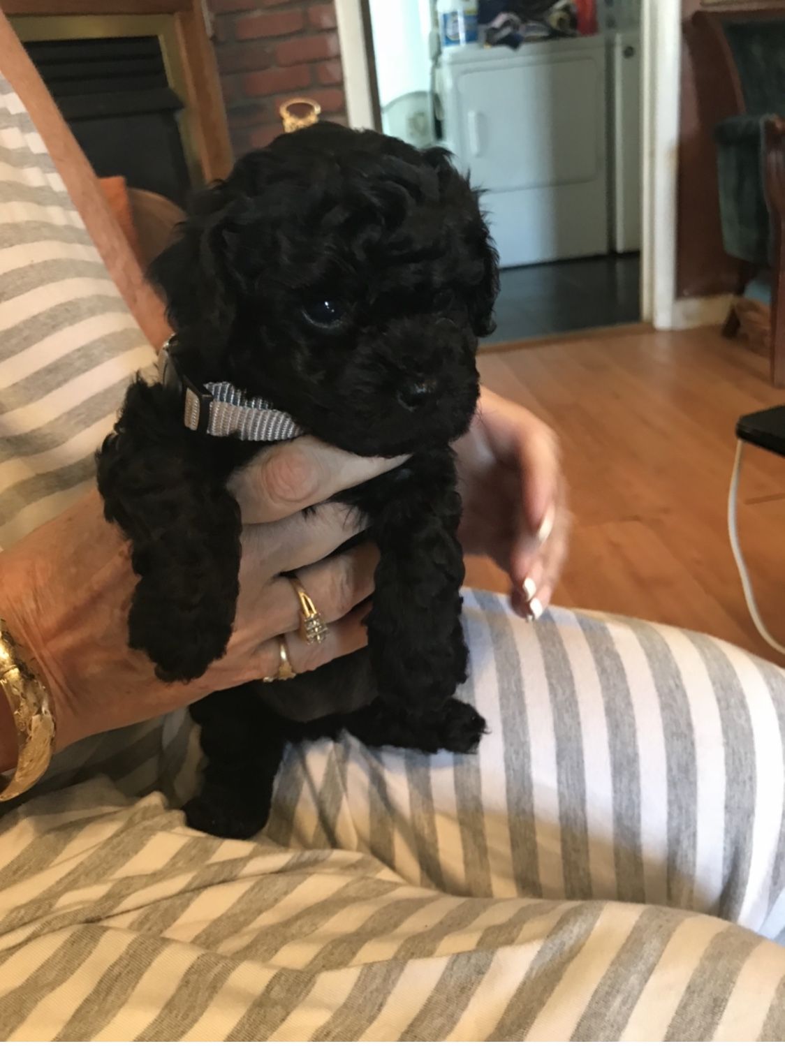 Seaside Toy Poodles Offering Stud Service in New Jersey | Poodle puppies | Good Dog