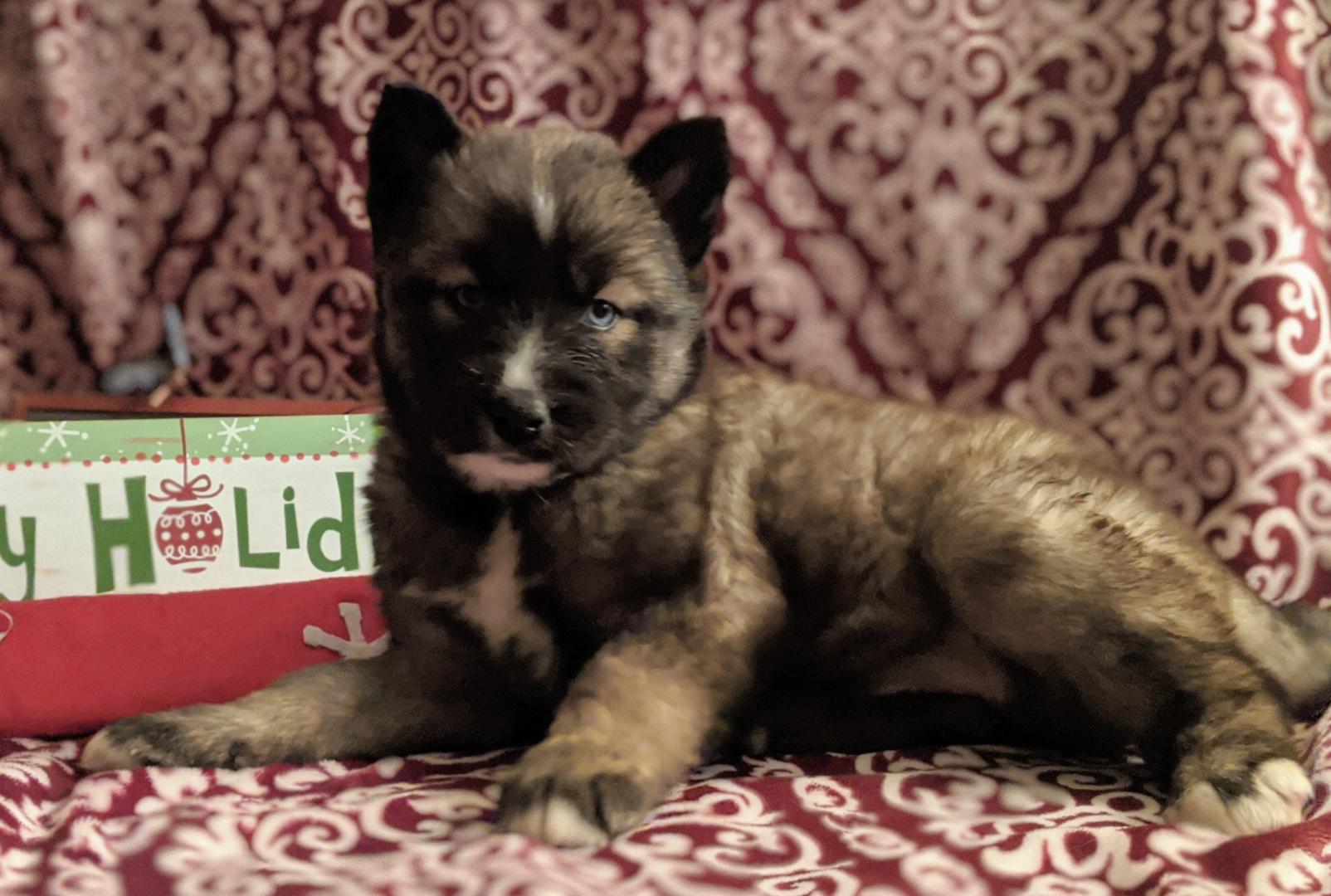 Angels Husky World in Tennessee | Siberian Husky puppies | Good Dog