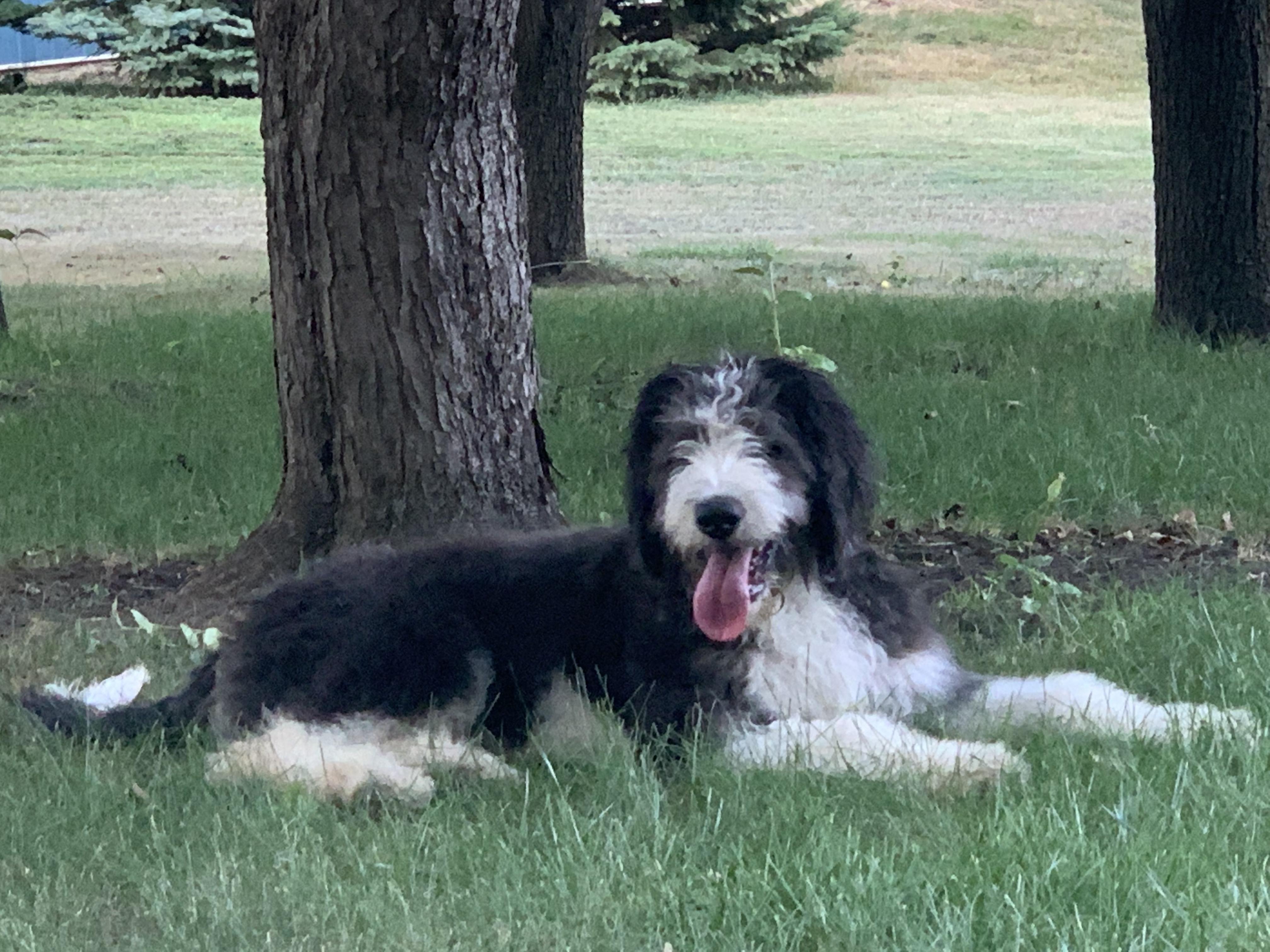 Fur-ever Doodles in Minnesota | Bernedoodle and Sheepadoodle puppies ...