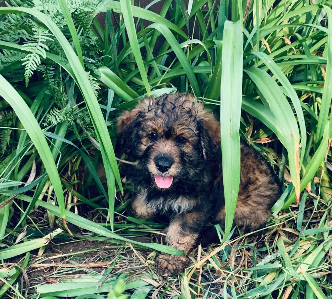 Homestead Aussies & Doodles in Iowa | Australian Shepherd and ...