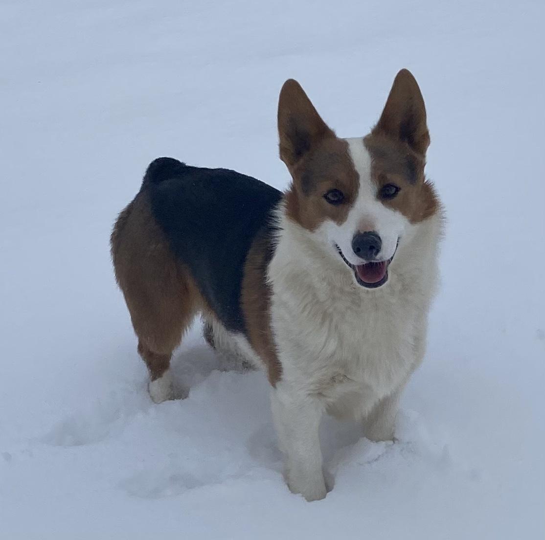 Wyndy Ridge Corgis in Ohio | Pembroke Welsh Corgi and American Corgi ...