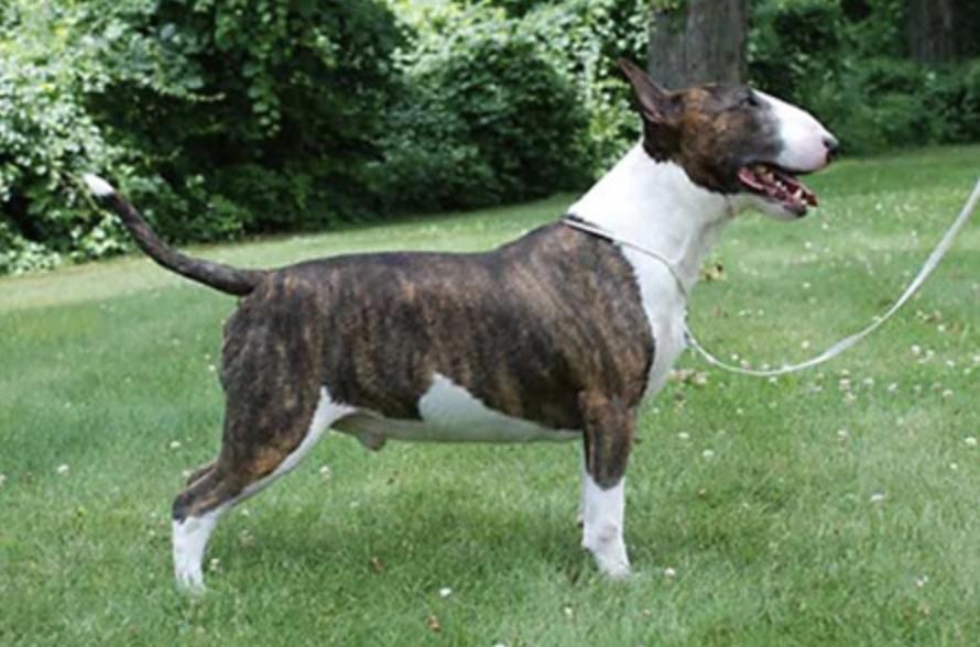 Glentom Bull Terriers in Arkansas | Bull Terrier puppies | Good Dog