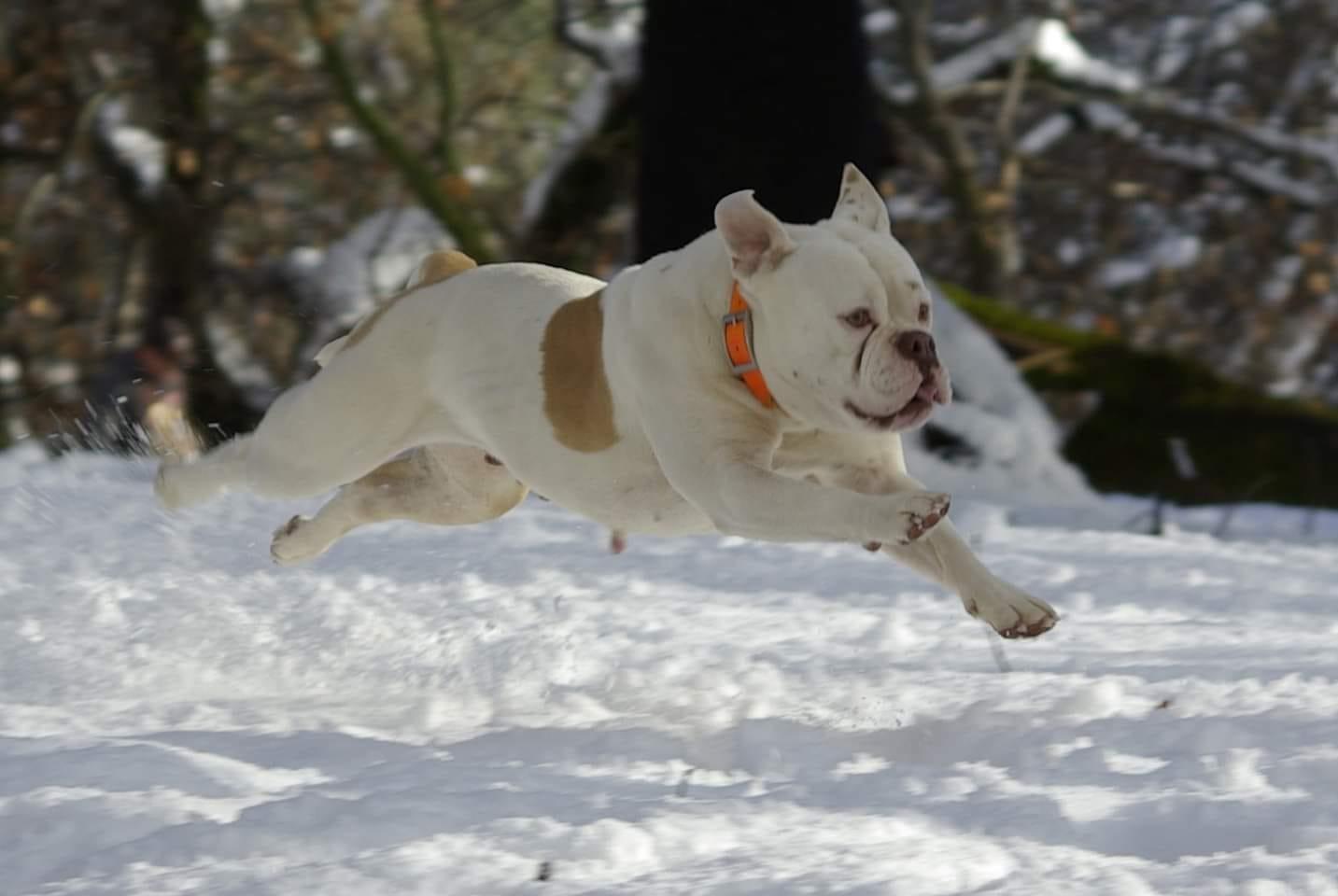 Chrome Ridge Kennels in California | Bulldog puppies | Good Dog