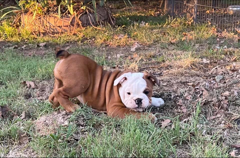 Baileys Precious Puppies in Arkansas | Bulldog and Dachshund puppies ...