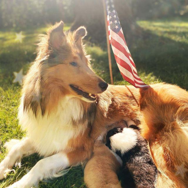 Mama Mia Collie in Ohio | Collie puppies | Good Dog
