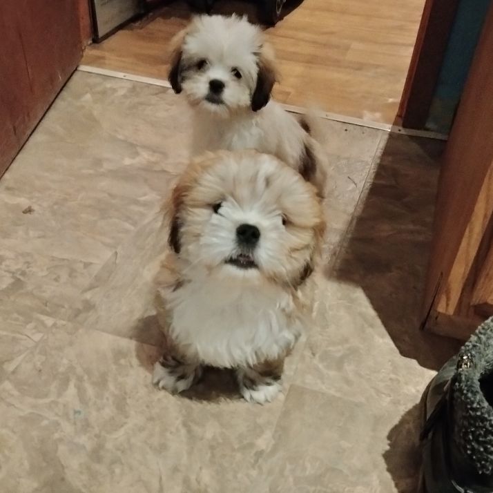 Teresa's Lhaso Apsos in Texas | Lhasa Apso puppies | Good Dog