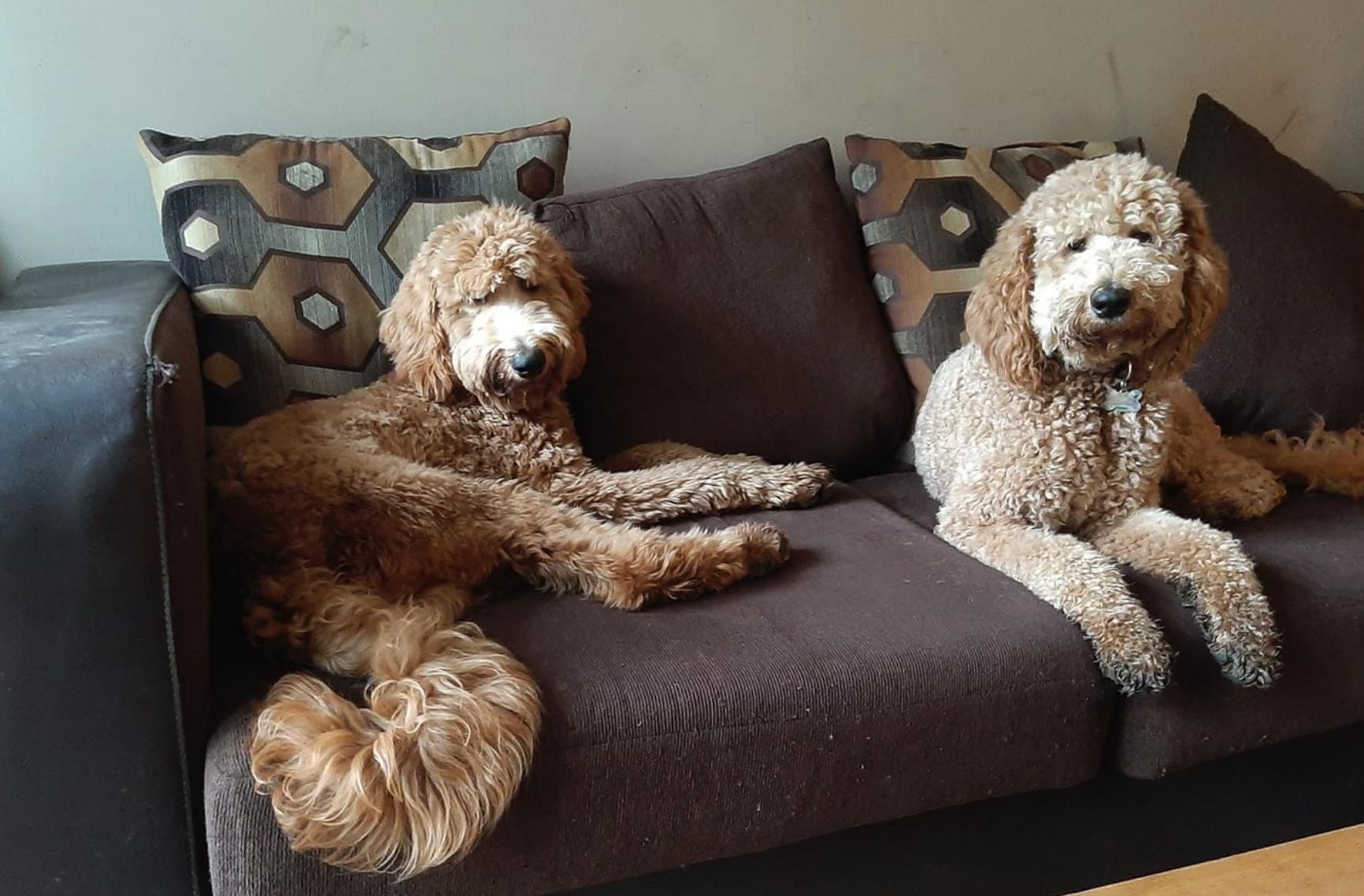 Midwestern Doodles in Minnesota | Goldendoodle puppies | Good Dog